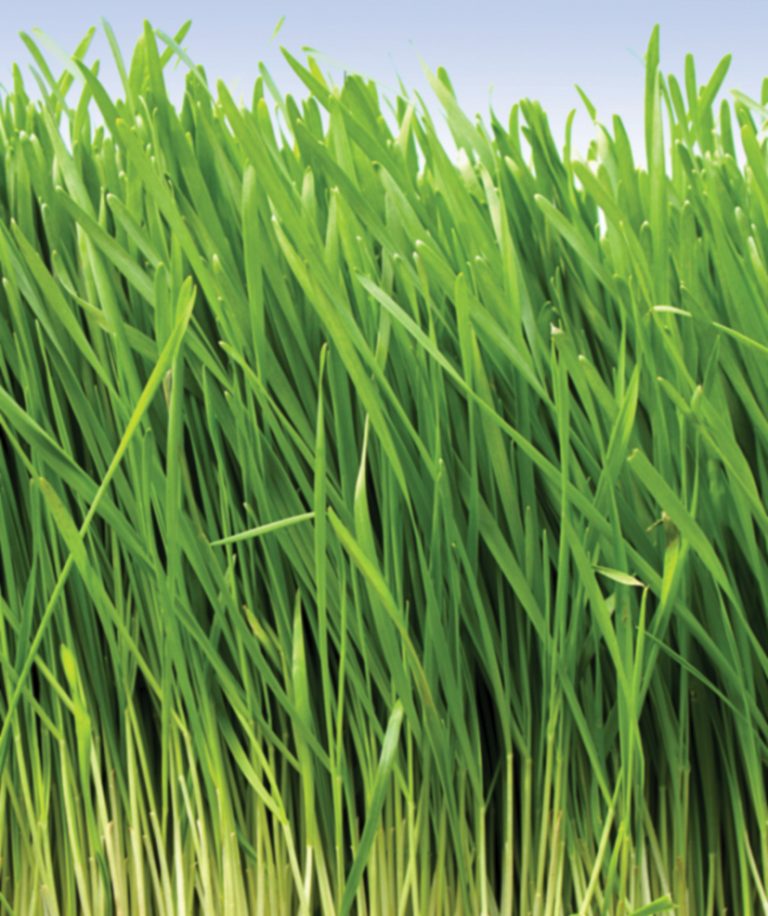 Some facts about wheatgrass extract you may not have read about, but ...